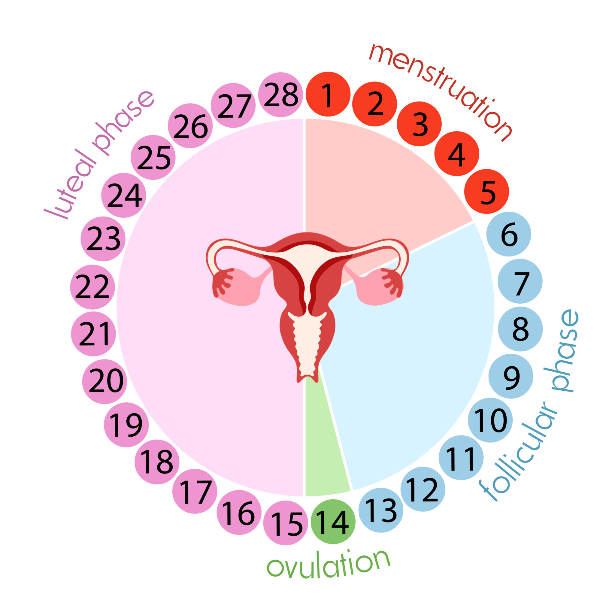 Estimulación Ovárica: El Esencial Del Tratamiento En 4 Fases